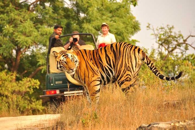 2-Days Private Ranthambhore Tiger Tour from Jaipur - FAQs