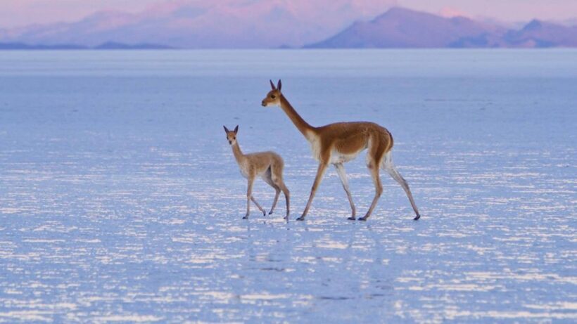 2-Days private roundtrip from Chile to Uyuni Salt Flats - Final Thoughts