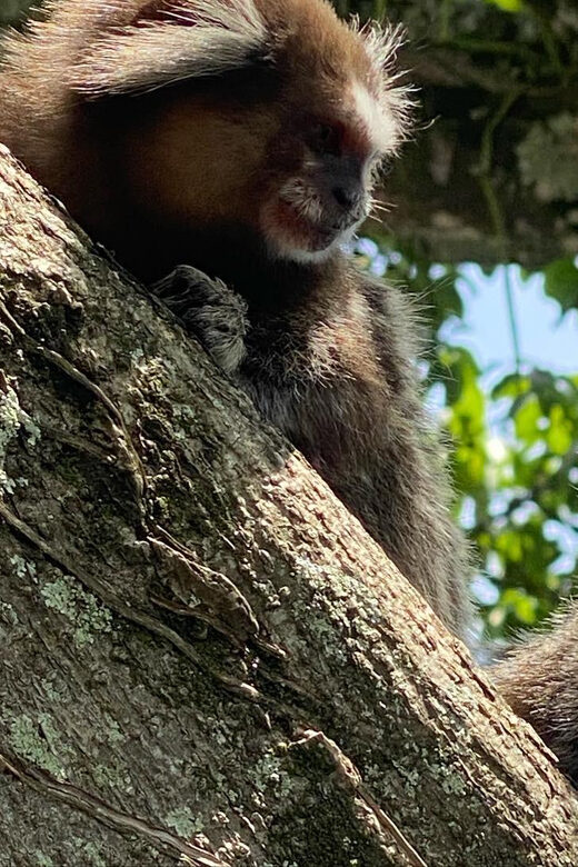 2 Days Private Tour in Rio de Janeiro - Authentic Experiences Throughout the Tour