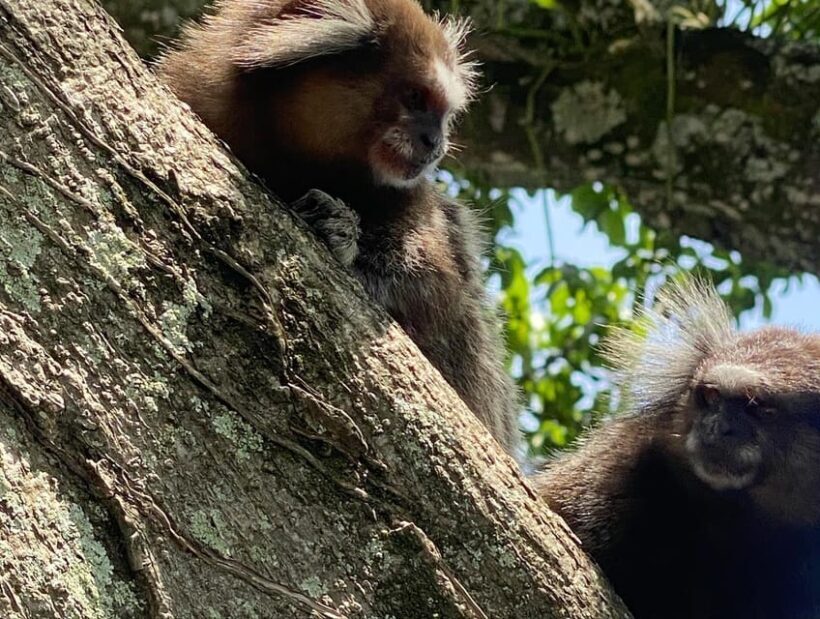 2 Days Private Tour in Rio de Janeiro - FAQ