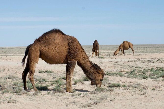 2 Days Private Tour To Aral Sea from Nukus. - Who Will Love This Tour?