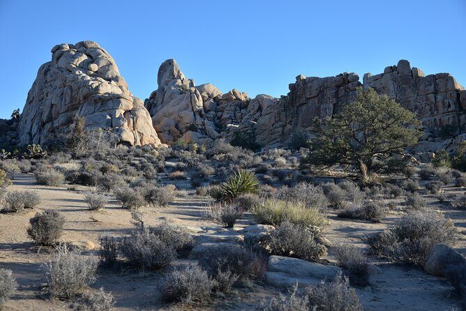 2-days Private Tour to Joshua Tree National Park from Los Angeles - Final Thoughts