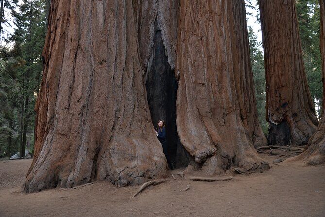 2 Days Private Tour to Sequoia and Kings Canyon Parks from LA - The Sum Up