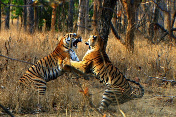 2 Days: Ranthambore Tiger Safari From Jaipur With Drop At Agra - FAQ