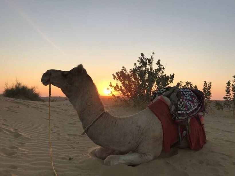 2 Days Sharing Group Non Touristic Camel & Desert Safari - Final Thoughts: Is It Worth It?