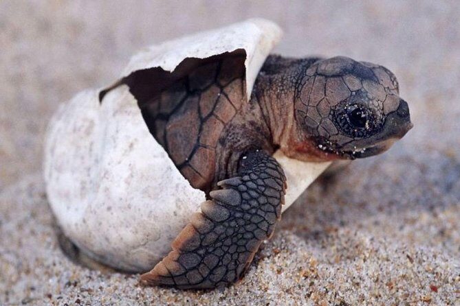 2 Days Tour to Galle & Udawalawe National Park - FAQs
