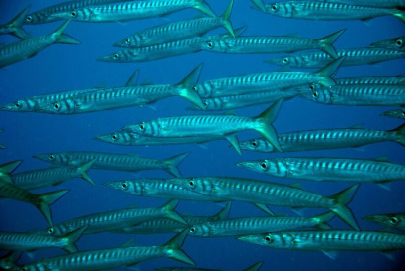 2-Dive Guided Scuba Diving For Qualified Divers - Key Points