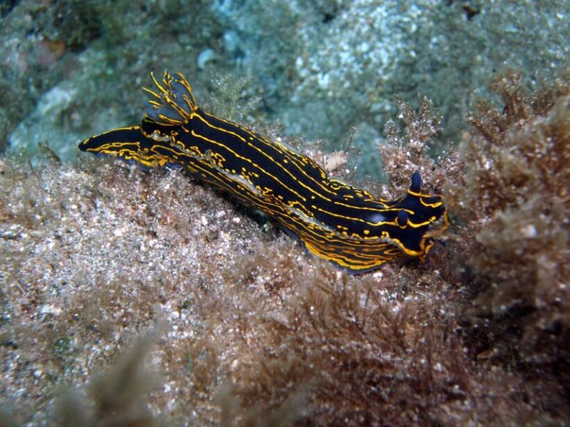 2-Dive Guided Scuba Diving For Qualified Divers - Why Choose a Guided Dive in Tenerife?