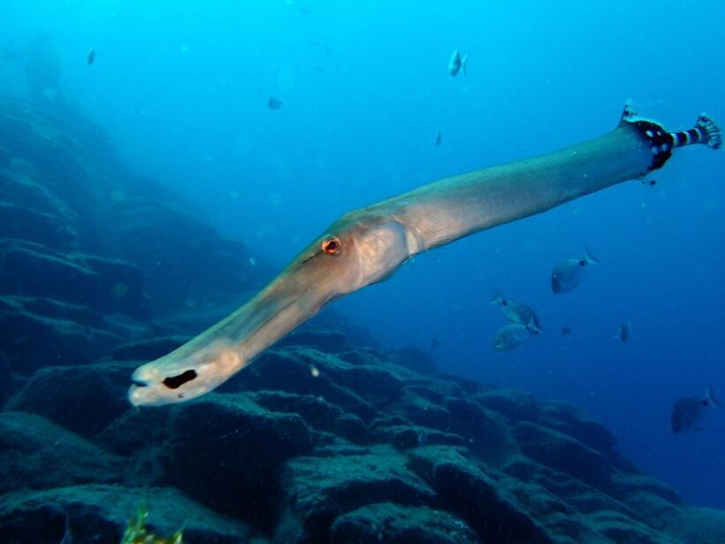 2-Dive Guided Scuba Diving For Qualified Divers - What’s Included and What’s Not?