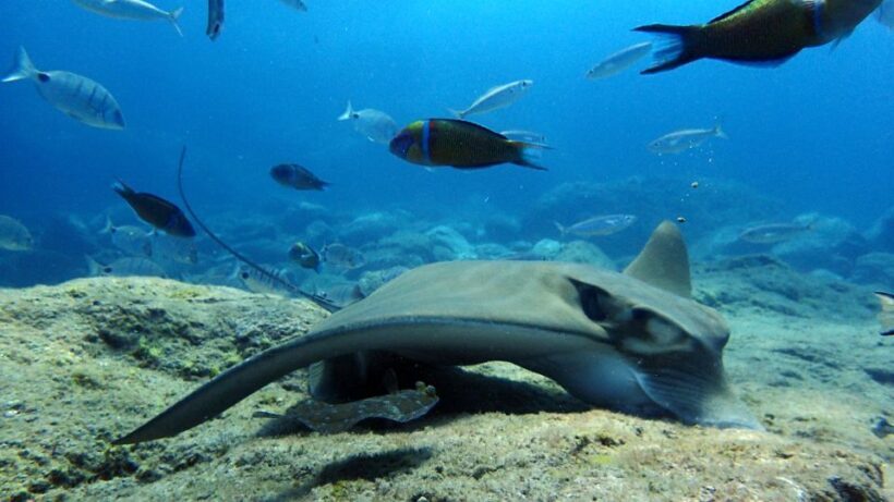 2-Dive Guided Scuba Diving For Qualified Divers - Practicalities: What to Know Before Booking