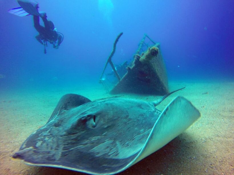 2-Dive Guided Scuba Diving For Qualified Divers - The Value of This Guided Experience