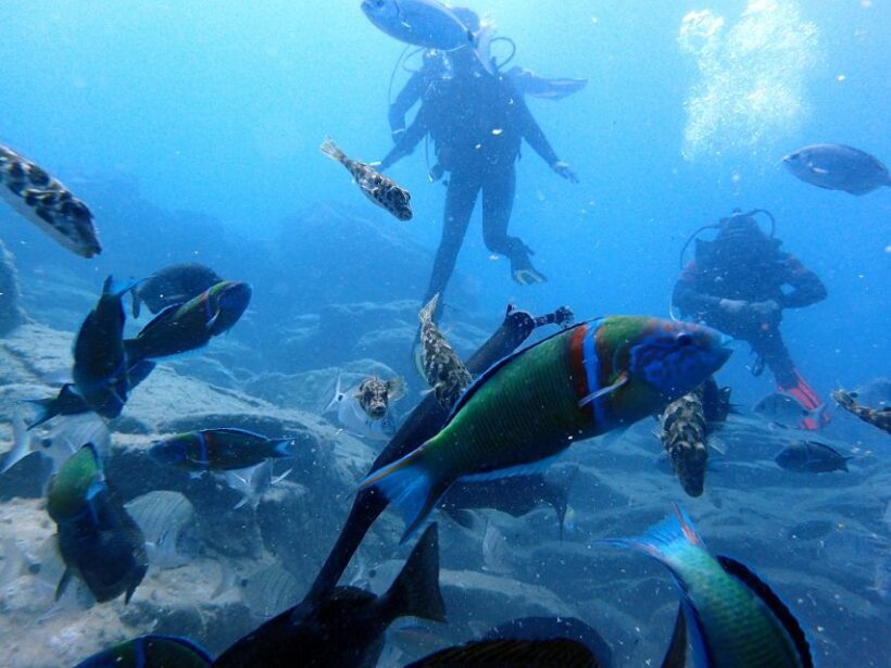 2-Dive Guided Scuba Diving For Qualified Divers - Authentic Marine Encounters and Stunning Views