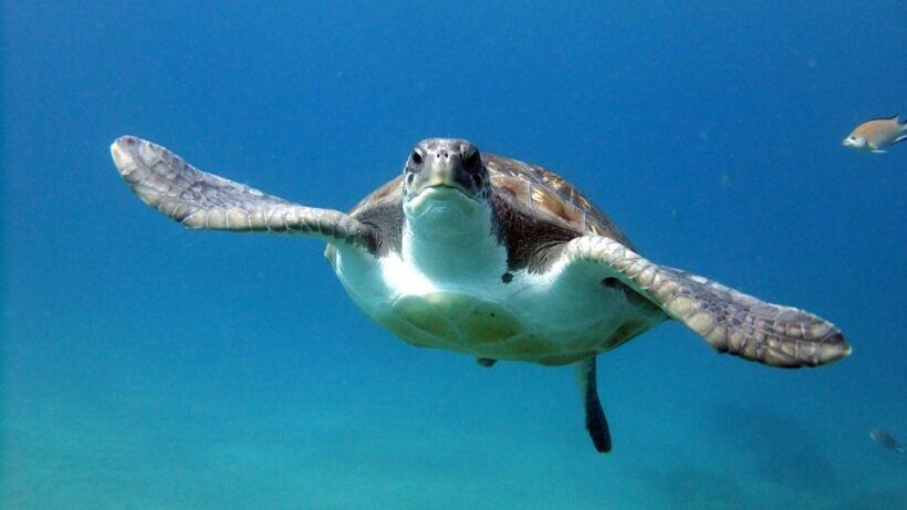 2-Dive Guided Scuba Diving For Qualified Divers - Who Is This Tour Best For?