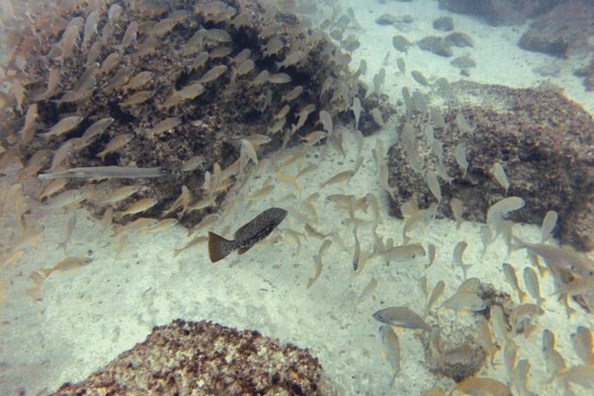 2 Dive Package for PADI Qualified Divers in Gran Canaria - Key Points