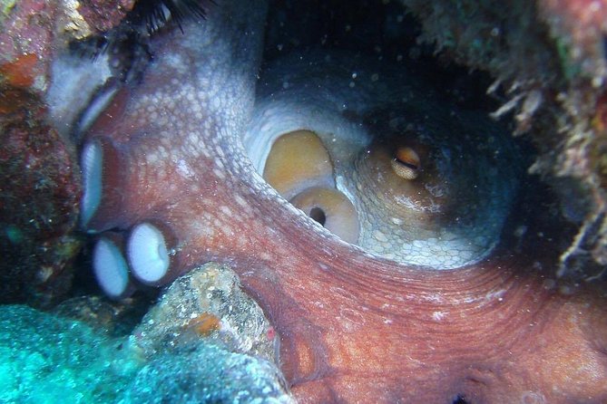 2 Dive Package for Qualified Divers in Gran Canaria - Practicalities and Considerations