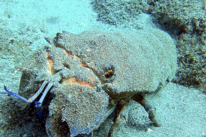 2 Dive Package for Qualified Divers Review - Booking and Cancellation Policies