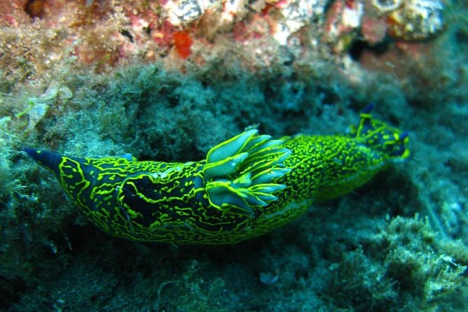 2 Dive Package for Qualified Divers Review - Highlights of the Dive Experience