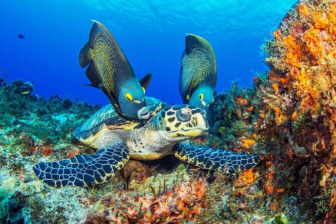 2 dives in Cozumel (for certified divers only) - Exploring the Itinerary: What to Expect