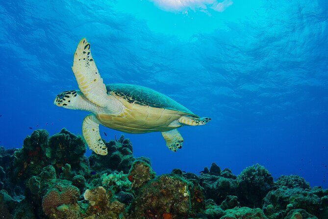 2 dives in Cozumel (for certified divers only) - The Sum Up