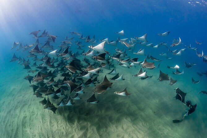 2 Dives in the Cabo Marine Park - What You Can Expect from the Cabo Marine Park Tour