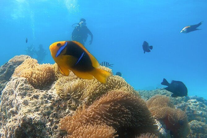 2 Dives in the morning for certified divers in Bora Bora - A Deep Dive into the Experience