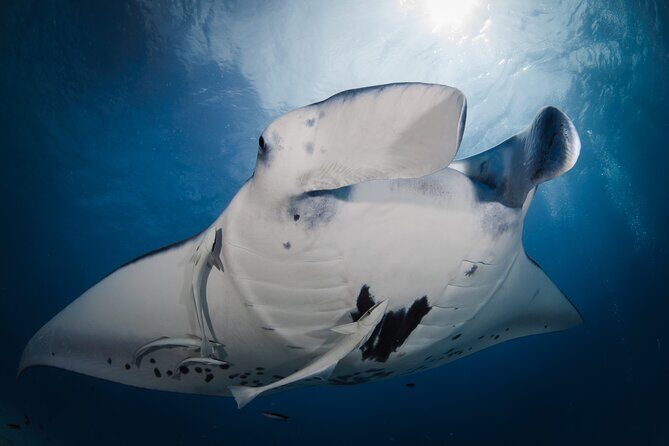 2 Dives in the morning for certified divers in Bora Bora - FAQ