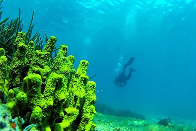 2 Dives Package - Final thoughts