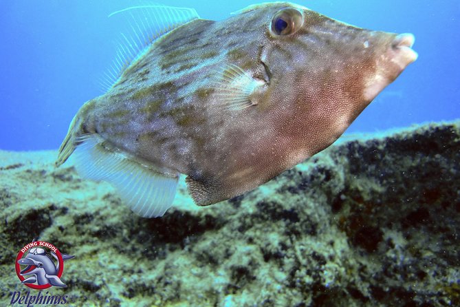 2 Diving Sites Scuba Diving Package in Gran Canaria - Final Thoughts: Is It Worth It?