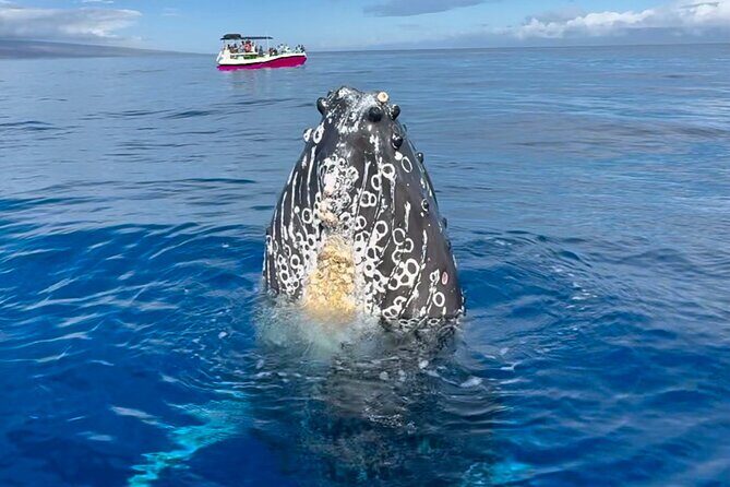 2 Hour Afternoon Lahaina Whale Watch - Authentic Insights from Travelers
