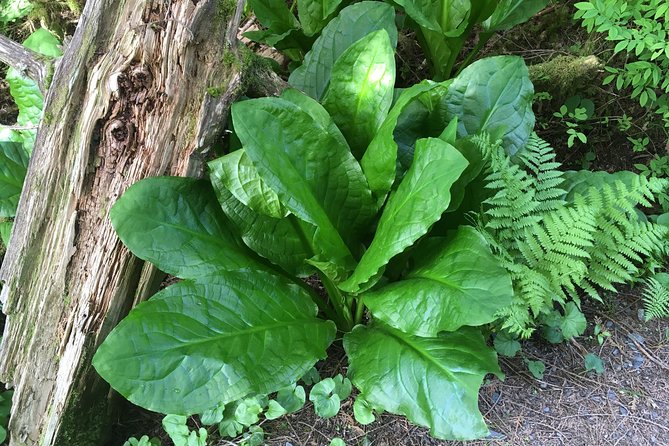 2 Hour Alaska Rainforest Walk and Totem Park Small Group Tour - Itinerary and Activities