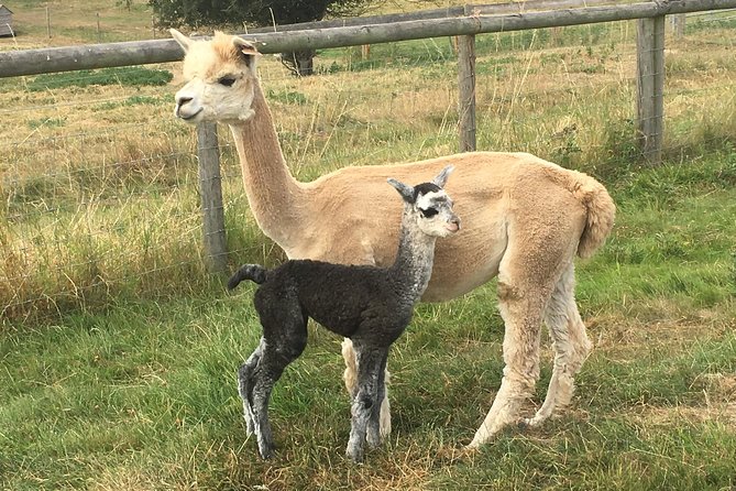 2-Hour Alpaca Farm Experience in Kenilworth - Meeting Point and Duration