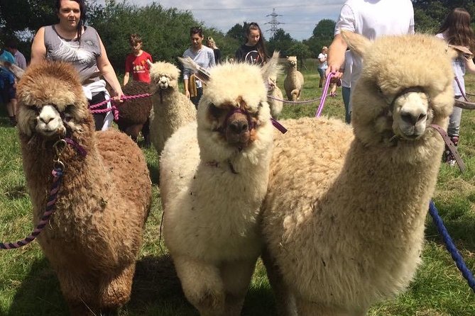 2-Hour Alpaca Farm Experience in Kenilworth - Booking Confirmation and Cancellation Policy