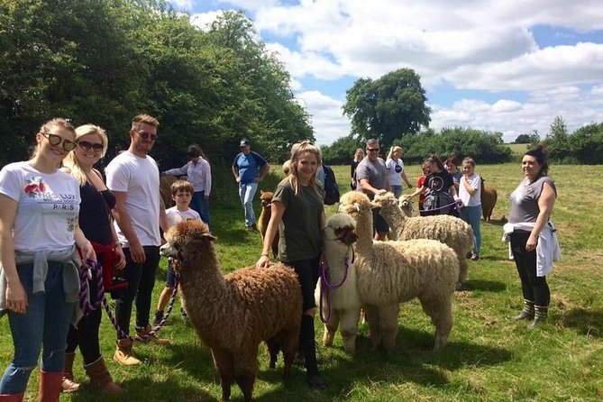 2-Hour Alpaca Farm Experience in Kenilworth - Highlights From Customer Reviews