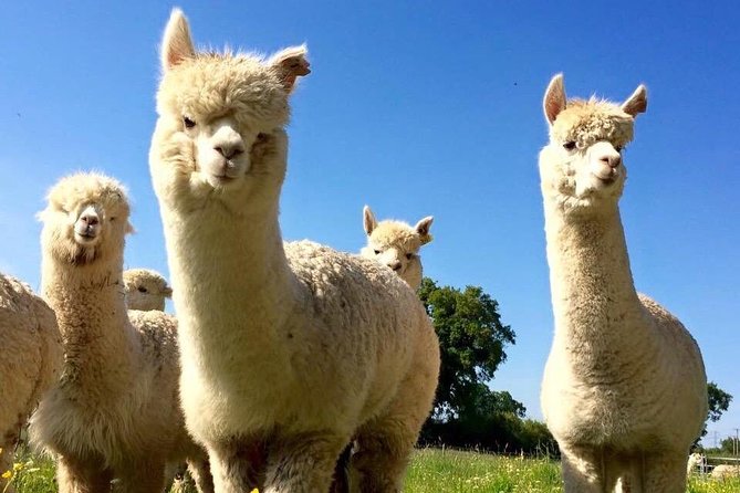 2-Hour Alpaca Farm Experience in Kenilworth - Reasons to Book the Experience