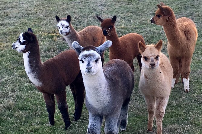 2-Hour Alpaca Farm Experience in Kenilworth - Getting to Faerie Tale Farm Alpacas