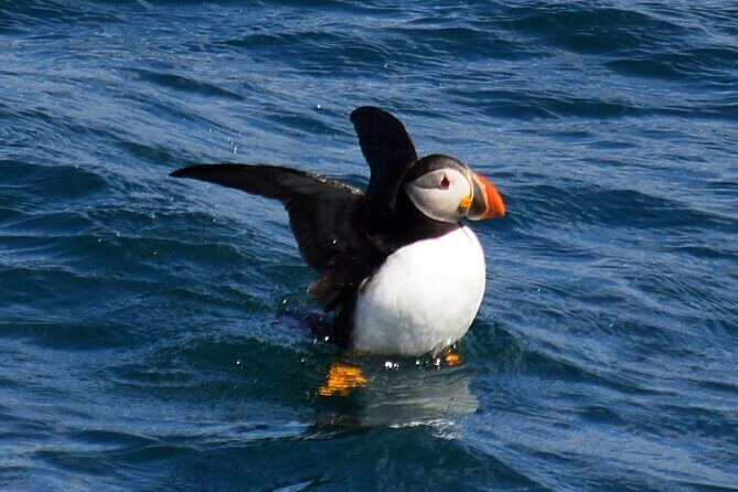 2 Hour Award-Winning Whale and Seabird Boat Tour from St. John's - Final Thoughts