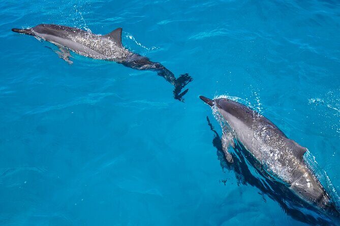 2 Hour Big Island Dolphin Watching and Sea Turtle Snorkel Tour - Who Should Consider This Tour?