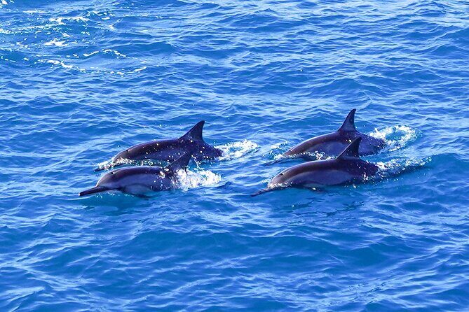 2 Hour Big Island Dolphin Watching and Sea Turtle Snorkel Tour - Frequently Asked Questions