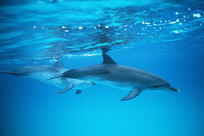 2-Hour Dolphin and Whale Watching in Gran Canaria - Inclusions and Amenities