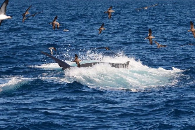 2-Hour Dolphin and Whale Watching in Gran Canaria - Wildlife Sightings