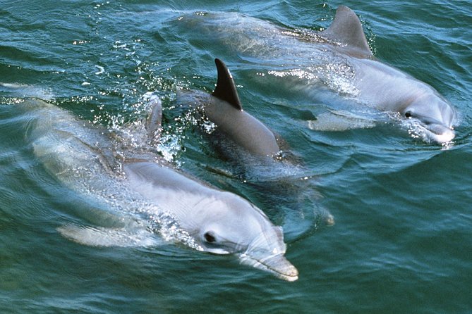 2-Hour Dolphin and Whale Watching in Gran Canaria - Customer Feedback and Experiences