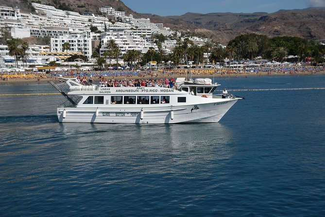 2-Hour Dolphin and Whale Watching in Gran Canaria - Recommendations for Travelers