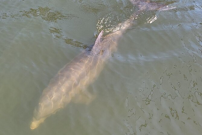 2 hour Dolphin Sightseeing Tour in Melbourne Florida - Exploring the Itinerary