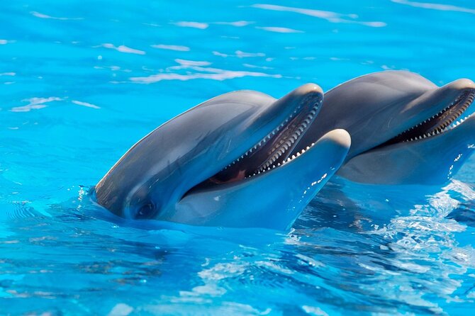 2-Hour Dolphin Sunset Tour from Giardini Naxos - Who Should Consider This Tour?