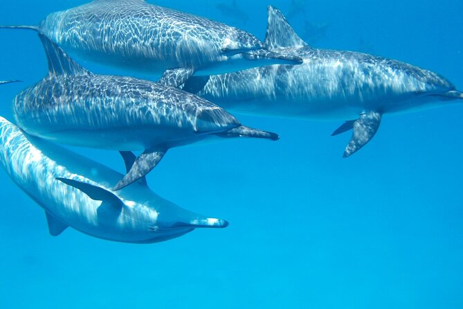 2-Hour Dolphin Sunset Tour from Giardini Naxos - The Sum Up: Is It Worth It?
