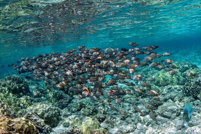 2-Hour Dolphin Watching and Double Reef with Snorkel in Hawaii - The Sum Up