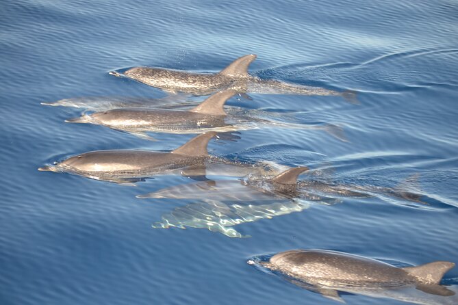 2-Hour Dolphin Watching Experience in Fuerteventura - Assessing the Value and Cost