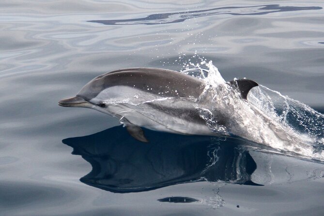 2-Hour Dolphin Watching Experience in Fuerteventura - Who Should Consider This Tour?