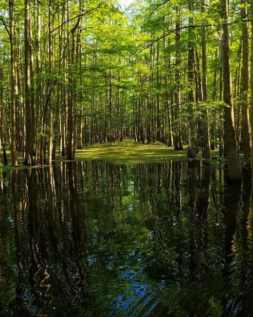 2-hour Eco-Swamp Tour - An In-Depth Look at the 2-Hour Eco-Swamp Experience