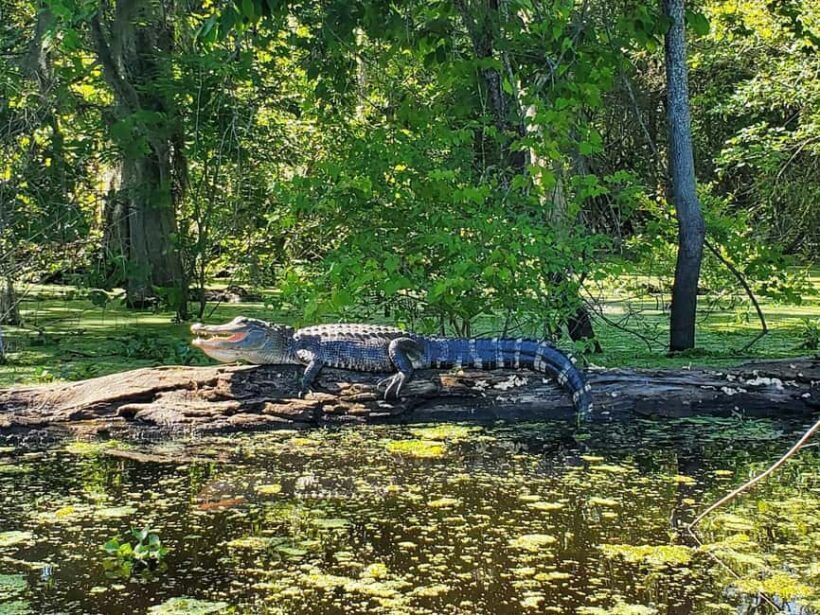 2-hour Eco-Swamp Tour - Final Thoughts: Who Should Consider This Tour?